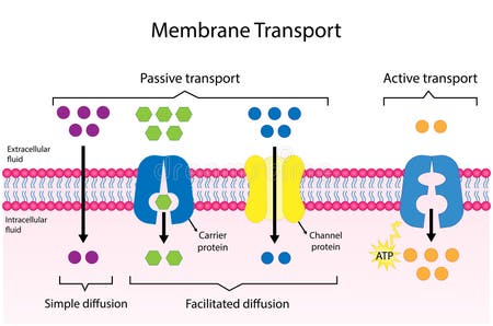 Active Vs Passive Transport, Molecules Movement in Cell. Membrane ...