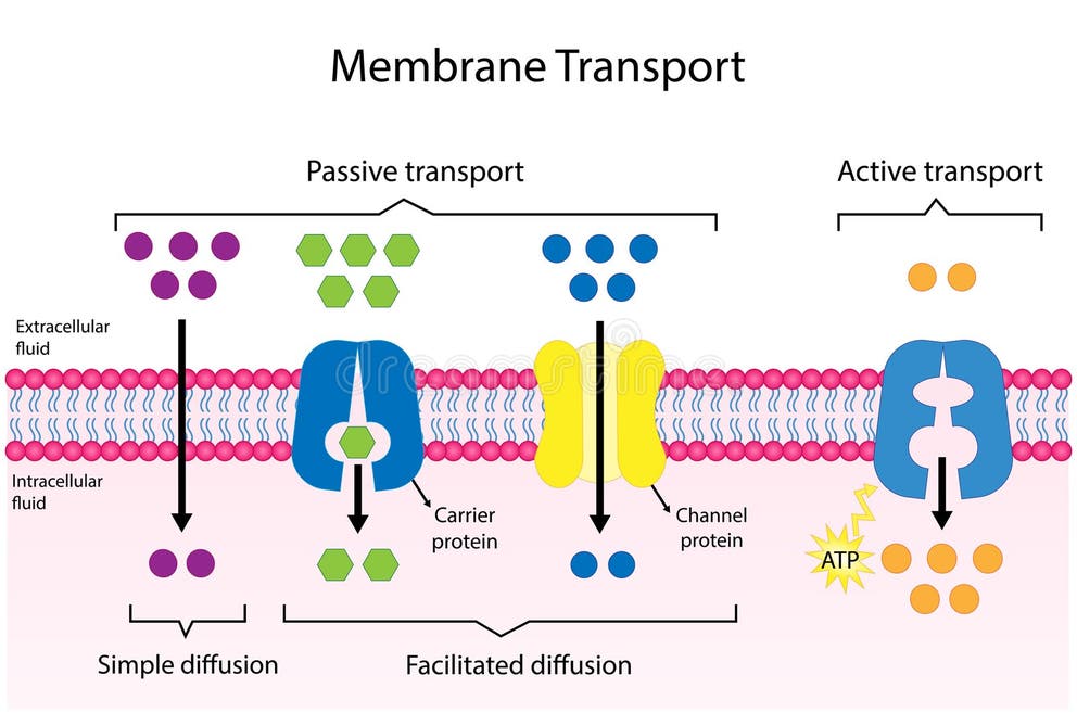 Active Vs Passive Transport, Molecules Movement in Cell. Membrane ...