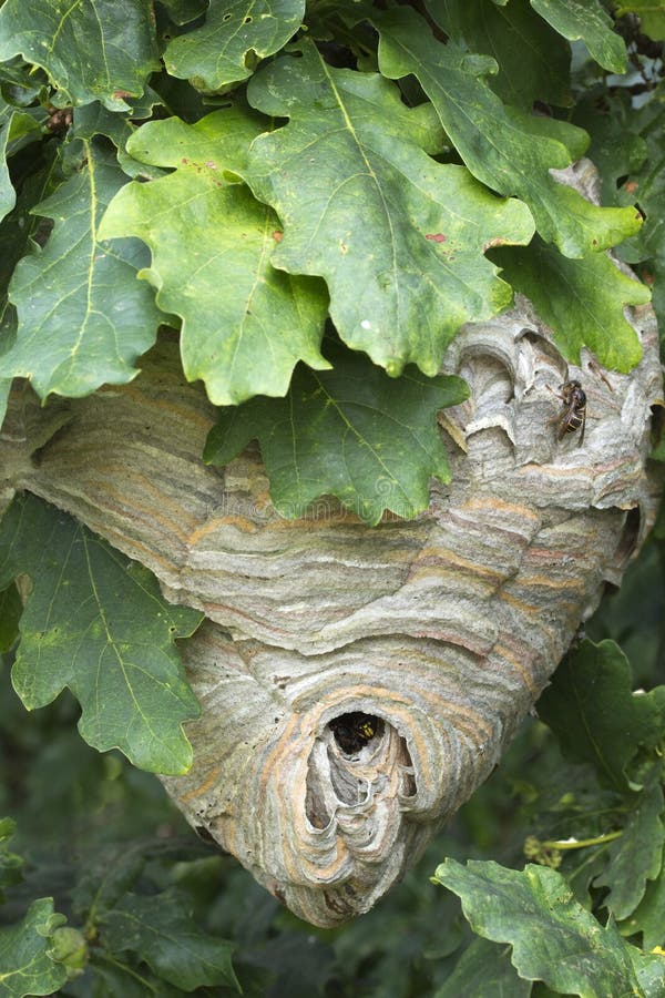 Active Wasp Nest stock photo. Image of suspended, entrance - 62164584
