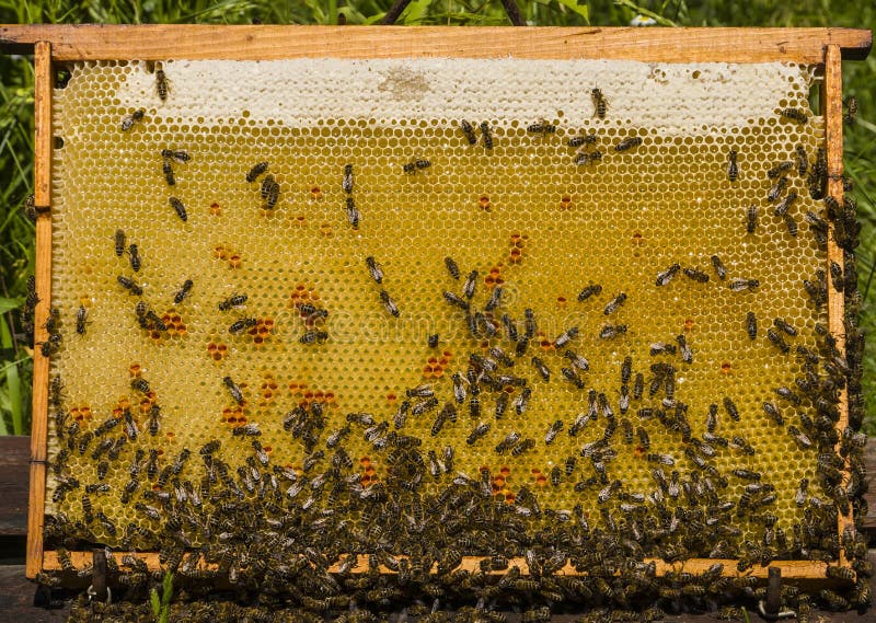 Active Work of Bees at the Beginning of the Honey Collection Stock ...