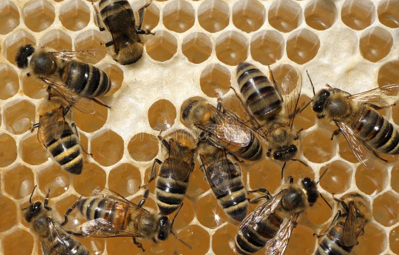 Active Work of the Team of Bees in the Hive Stock Image - Image of ...