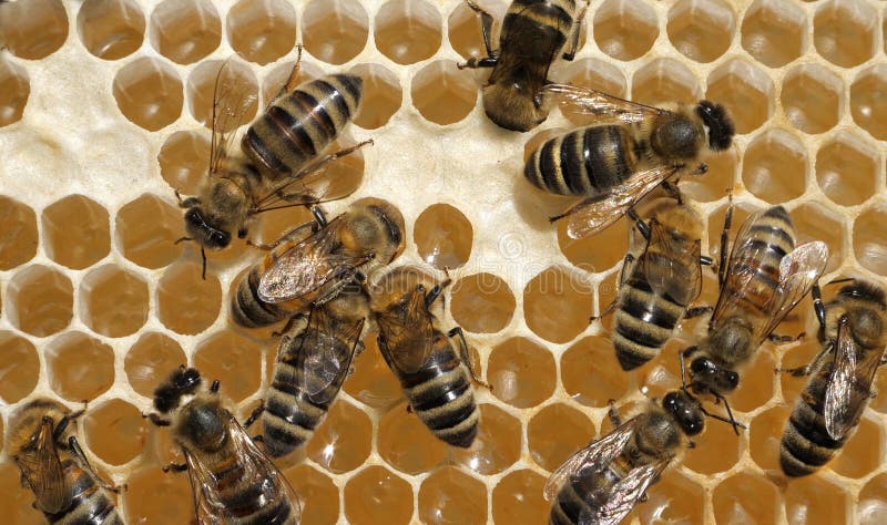 Active Work of the Team of Bees in the Hive Stock Photo - Image of ...