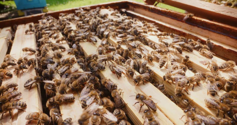 Active Working Bees in an Open Hive Stock Video - Video of active ...