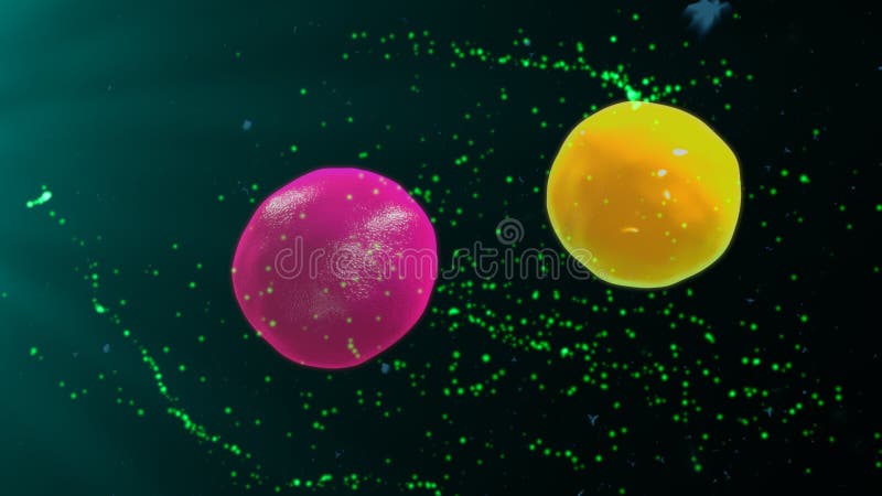 Activerende T-cellen En B-cellen Stock Illustratie - Illustration of ...