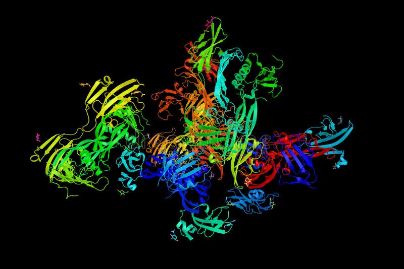 Activin Receptor Type-2B, A Protein That In Humans Is Encoded By Stock ...