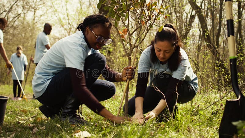 Activists Joining Forces in Planting Trees in the Woods Stock Video ...