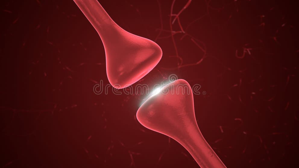Neuron Receptor and Synapse Activity Stock Illustration - Illustration ...