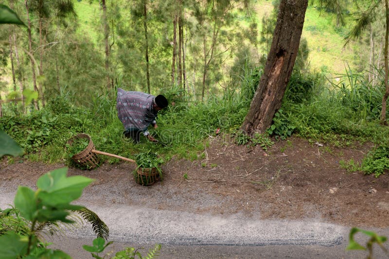Activity of Weed hunter editorial stock photo. Image of road - 302500328