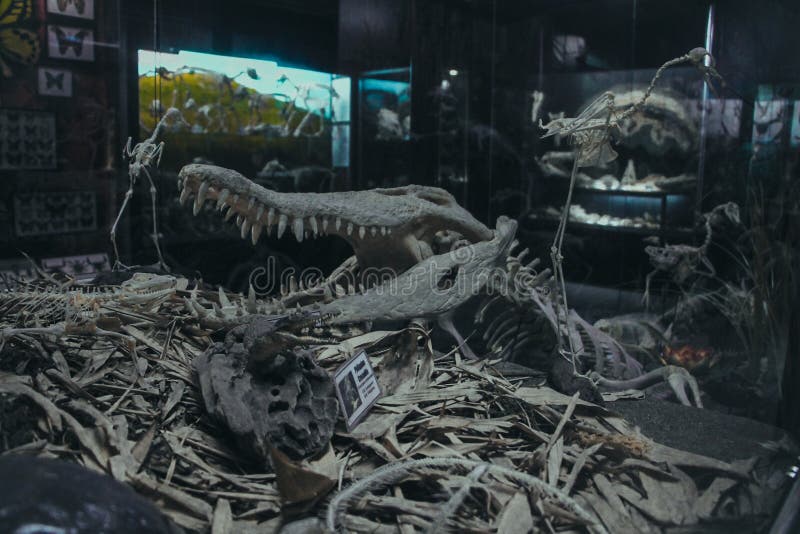 Actual Crocodile bones stock image. Image of river, actual - 173150687