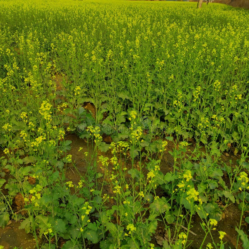 Actual Image of Mustered Field Stock Image - Image of green, mustered ...