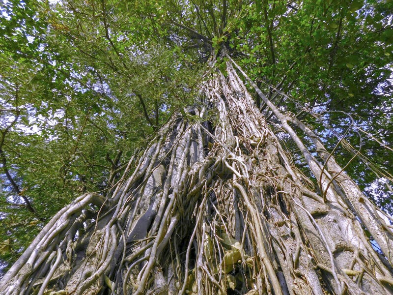 The Amazing Trunk of a Tropical Tree Stock Image - Image of thailand ...
