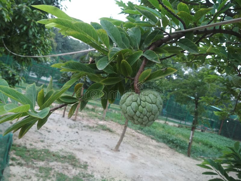 This Fruits Name is Sharifa Stock Image - Image of fruits, castard ...