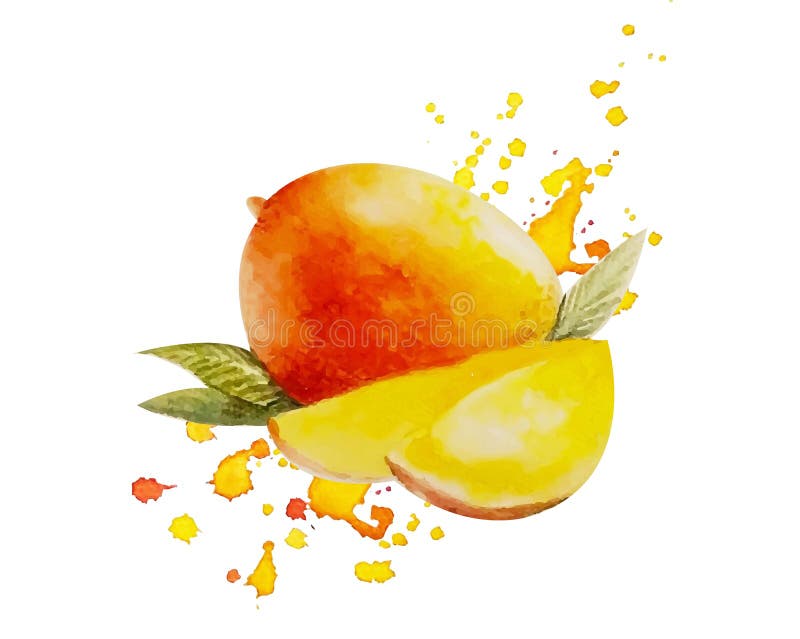 Acuarela Mango Aislado Fondo Blanco Ilustración del Vector ...