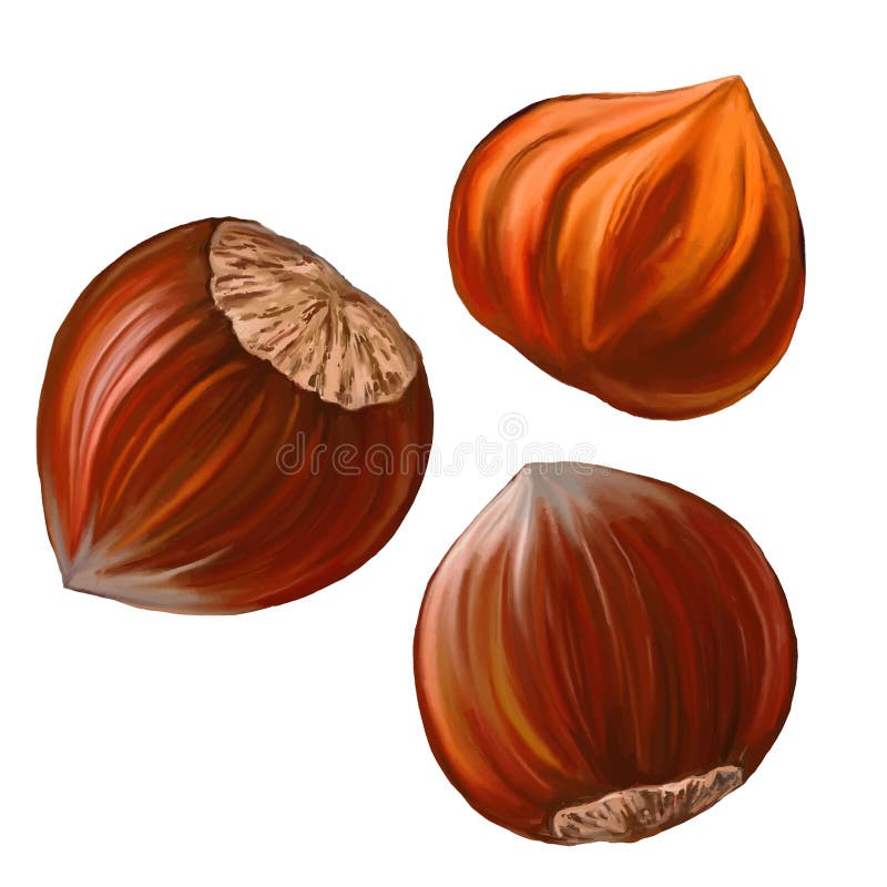 Acuarela Pintada Ejemplo Del Vector De Las Avellanas Ilustración del ...