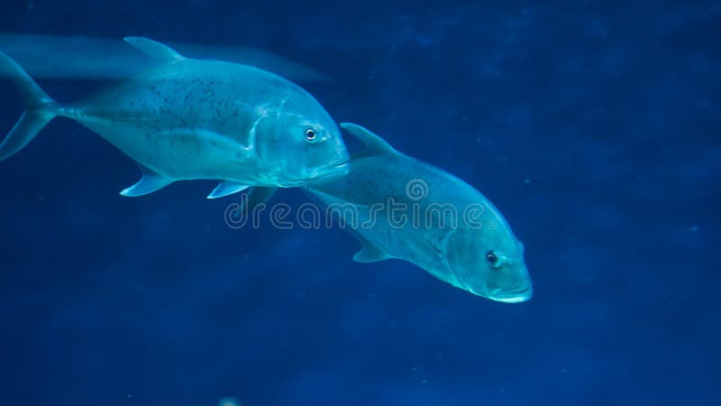 Acuario de peces azules foto de archivo. Imagen de océano - 165754188