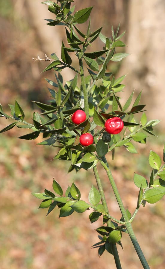 Aculeatus Plant Three Red Berries Winter Stock Photos - Free & Royalty ...