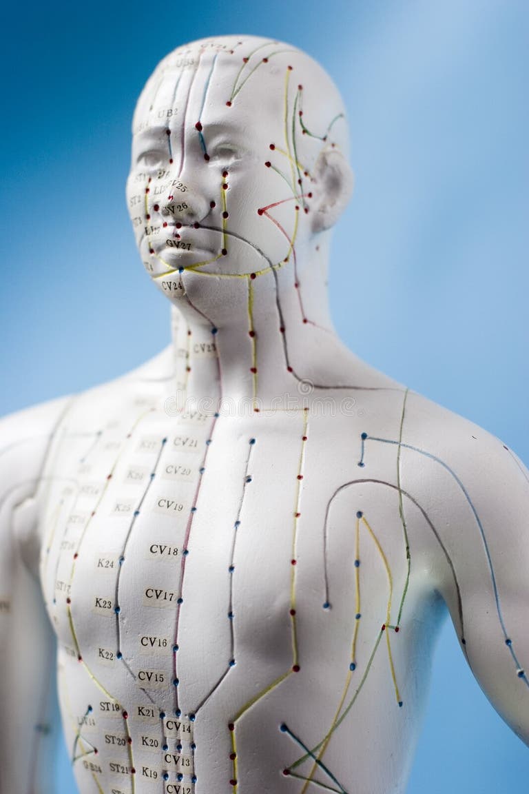 856 Acupuncture Meridians Stock Photos - Free & Royalty-Free Stock ...
