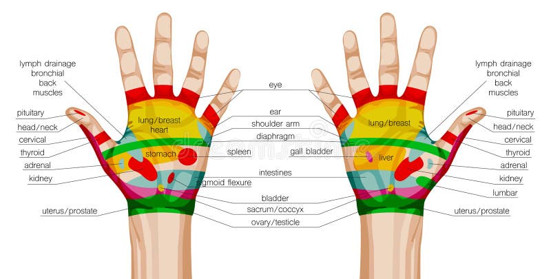 Acupuncture hands scheme. stock illustration. Illustration of ...