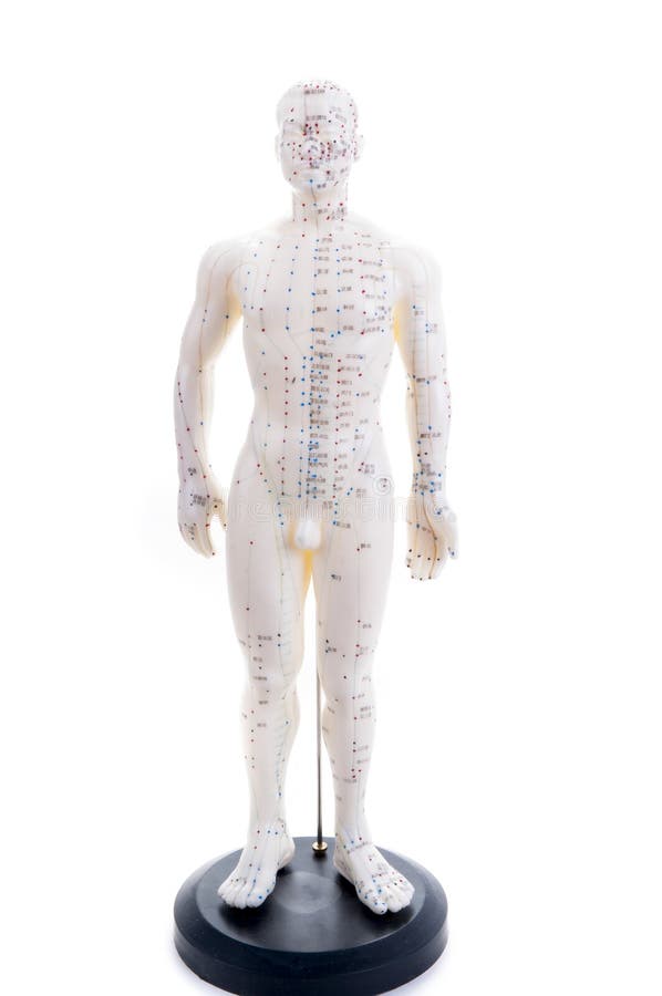 Acupuncture Model stock image. Image of college, healthcare - 13119143