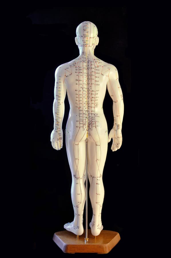 Acupuncture Model stock image. Image of acupuncture, back - 13119165