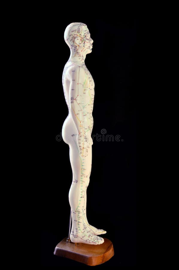 Acupuncture Model stock image. Image of acupuncture, back - 13119165