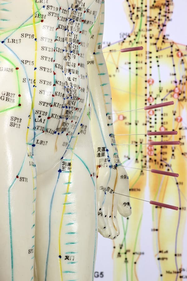 Acupuncture model stock photo. Image of acupoints, acupuncture - 96775256