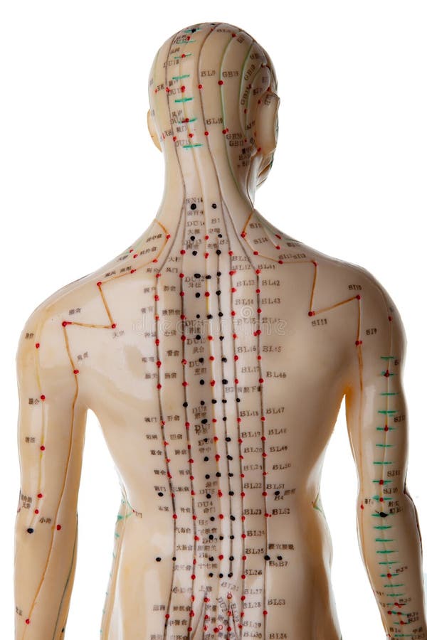 Acupuncture Model stock image. Image of asian, acupuncture - 132986633