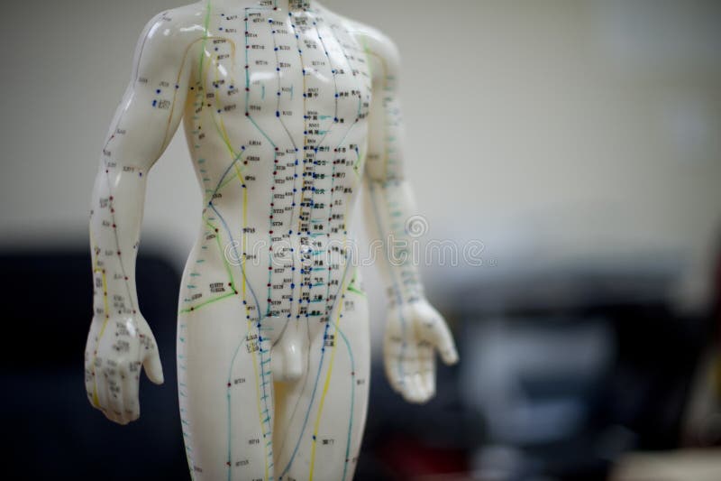 Acupuncture Model Back stock photo. Image of traditional - 532366