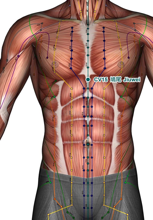 Acupuncture Point GV25 Suliao Stock Illustration - Illustration of ...
