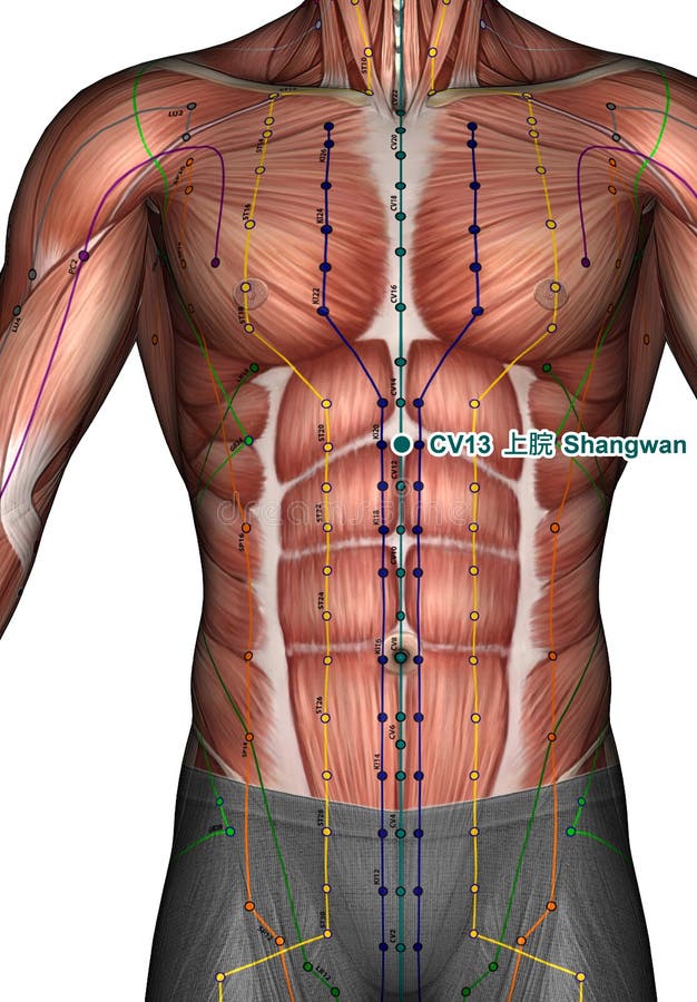 Acupuncture Point GV25 Suliao Stock Illustration - Illustration of ...