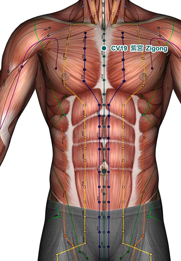Acupuncture Point CV19 Zigong, 3D Illustration Stock Illustration ...