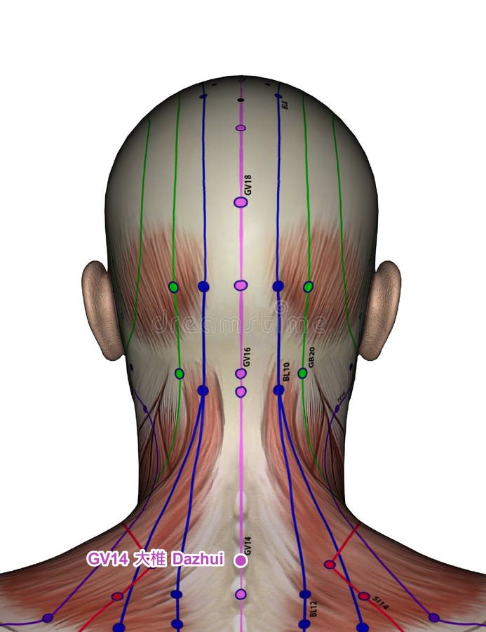Acupuncture Point GV14 Dazhui Stock Illustration - Illustration of ...