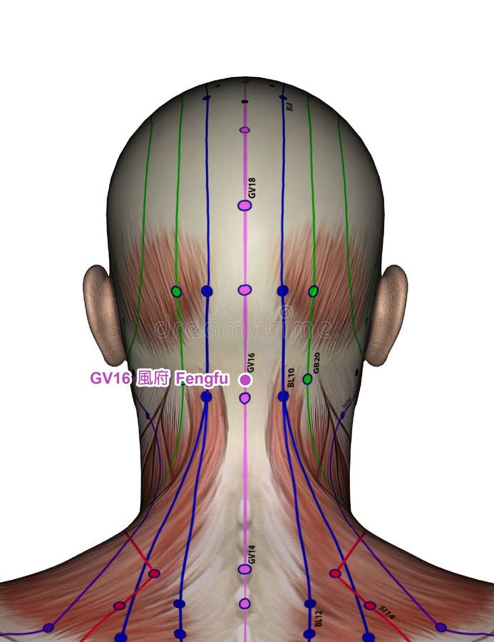 Acupuncture Point GV25 Suliao Stock Illustration - Illustration of ...