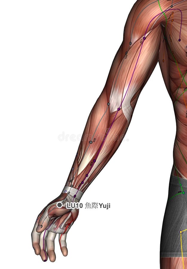 Acupuncture Point GV16 Fengfu Stock Illustration - Illustration of ...