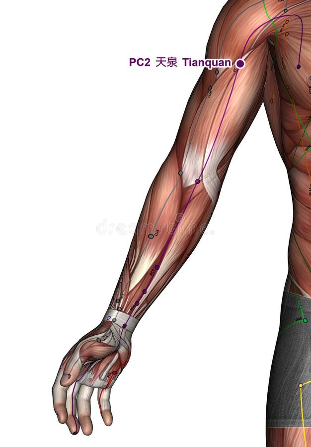 Acupuncture Point PC2 Tianquan, 3D Illustration Stock Illustration ...