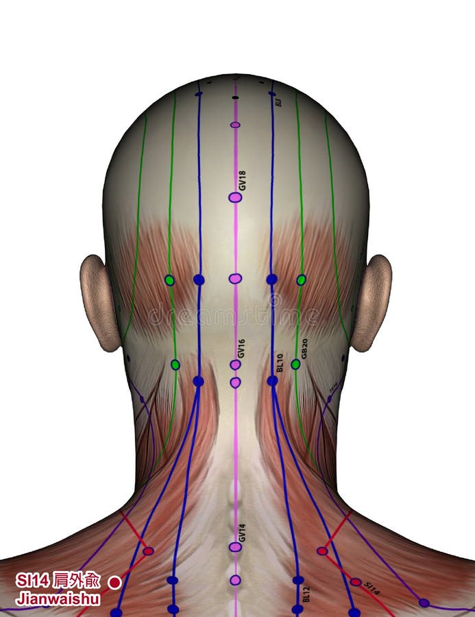 Acupuncture Point SI14 Jianwaishu Stock Illustration - Illustration of ...