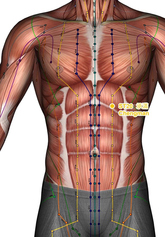 Collection of Acupuncture Points - Muscles And Tendons, 3D Illustration ...