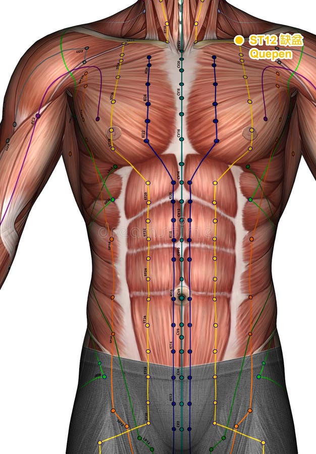Acupuncture Point ST12 Quepen, 3D Illustration Stock Illustration ...
