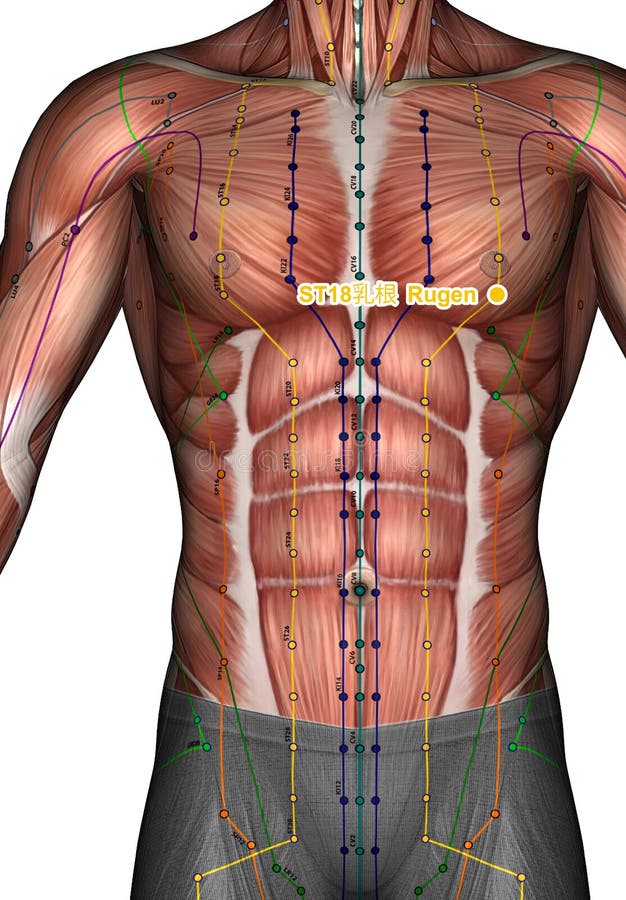 Acupuncture Point ST2 Sibai, 3D Illustration, White Background Stock ...