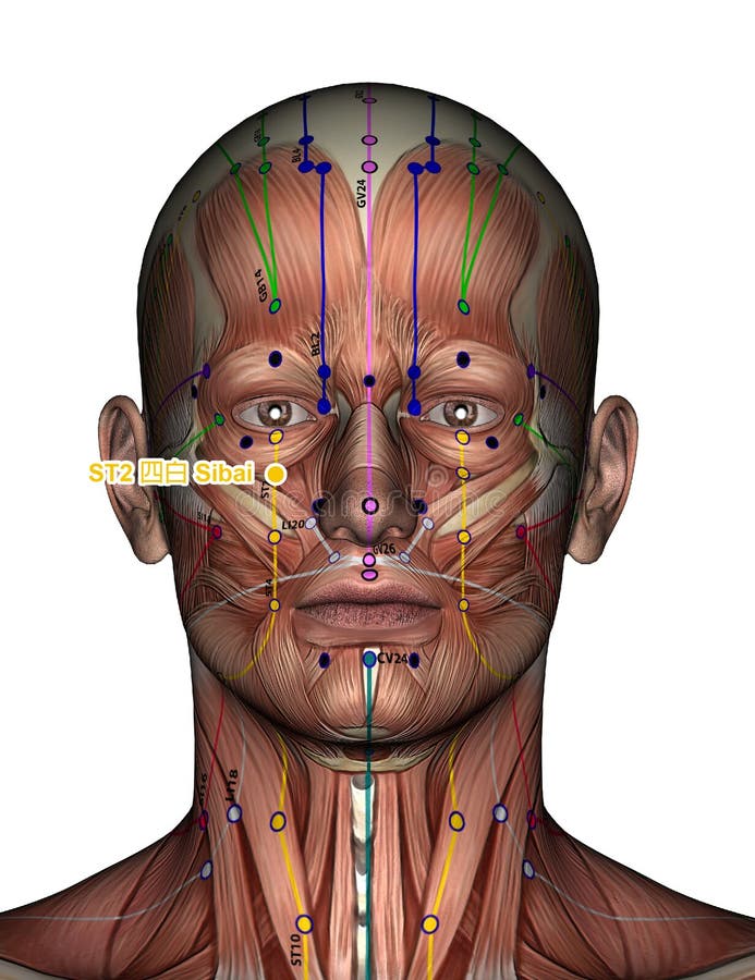 Acupuncture Point CV3 Zhongji, 3D Illustration Stock Illustration ...