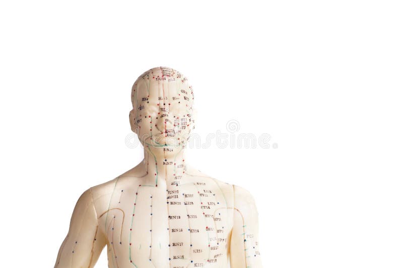 Het Model Van De Acupunctuur - Alternatieve Geneeskunde - China Stock ...