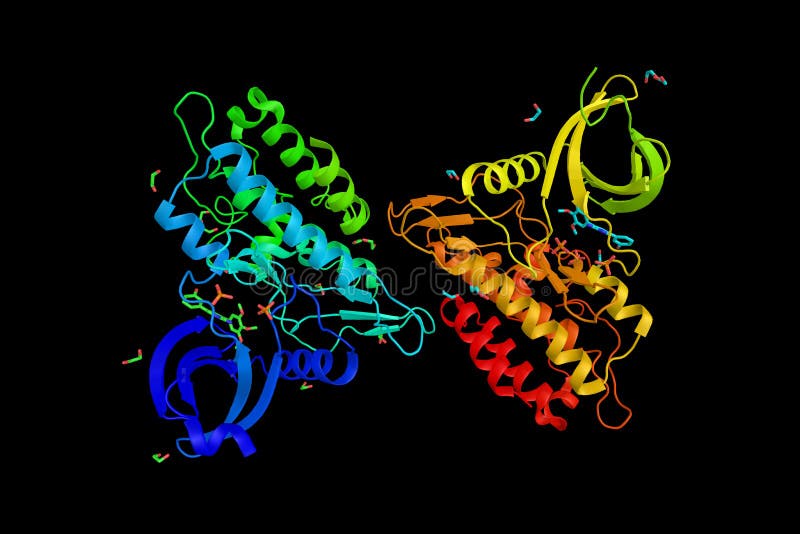 ACVR1B Oder ALK-4, Ein Protein, Das Als Ein Wandler Von Activin ...