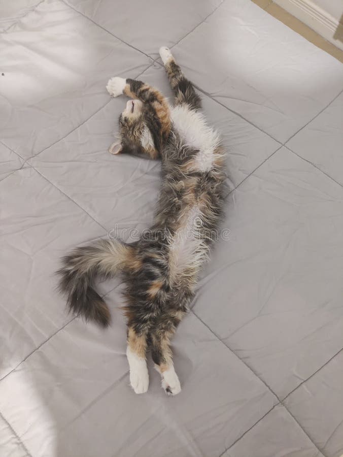 Ada cat hairy kitten baby stock photo. Image of clothing - 266759004