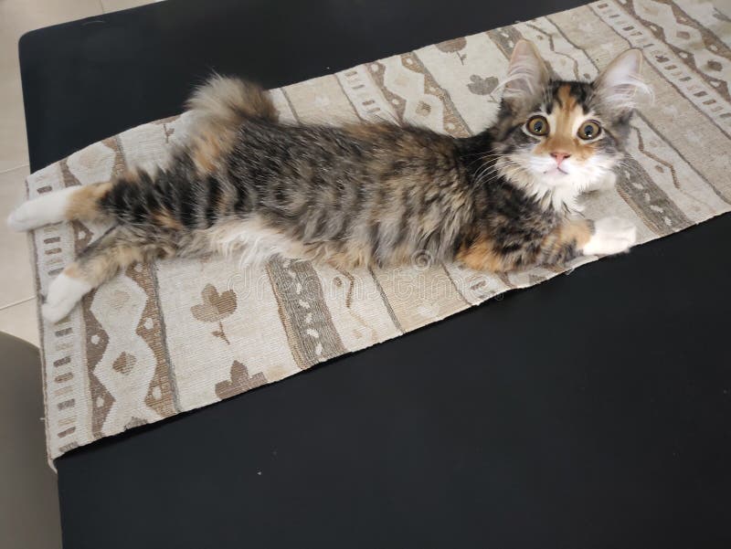 Ada cat hairy kitten baby stock photo. Image of kitten - 266759166