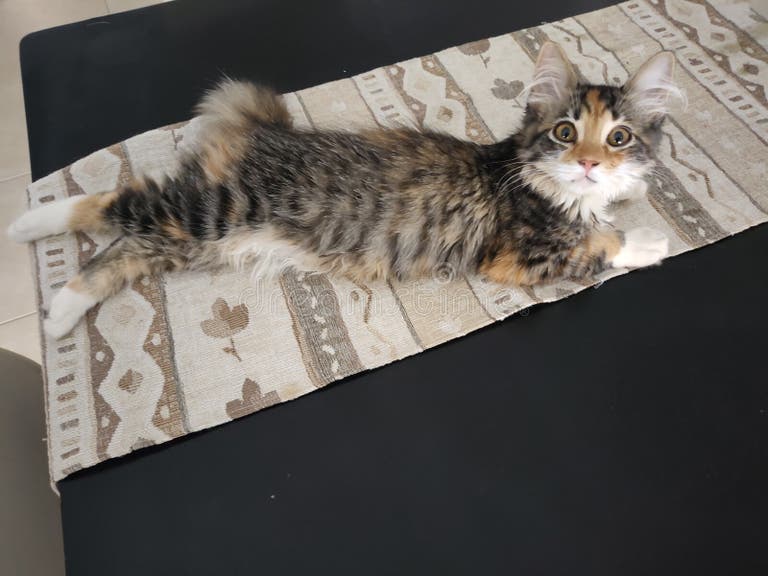 Ada cat hairy kitten baby stock photo. Image of kitten - 266759166