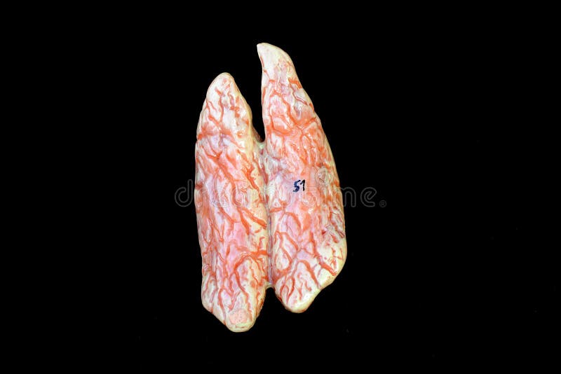 Adam apple stock photo. Image of gallbladder, body, biology - 42905636