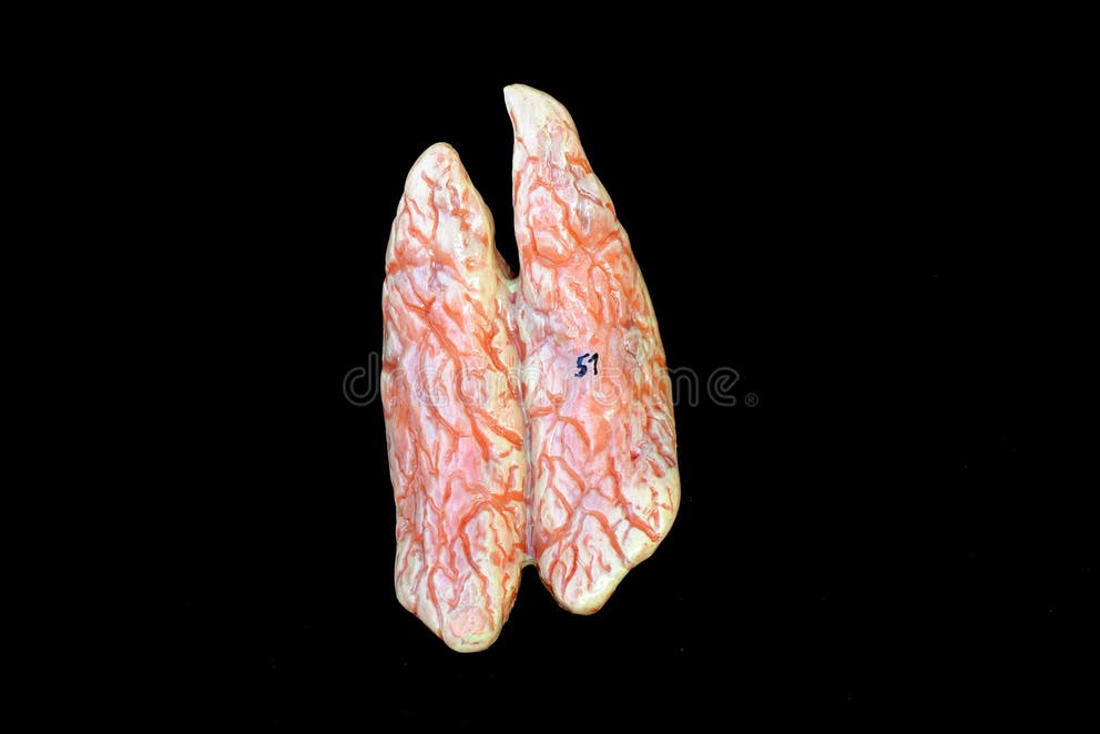 Adam apple stock photo. Image of gallbladder, body, biology - 42905636