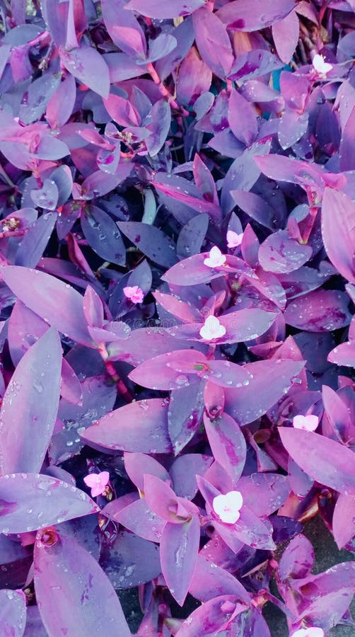 Adam and Eve Plants are Beautiful Purple in Color Stock Image - Image ...