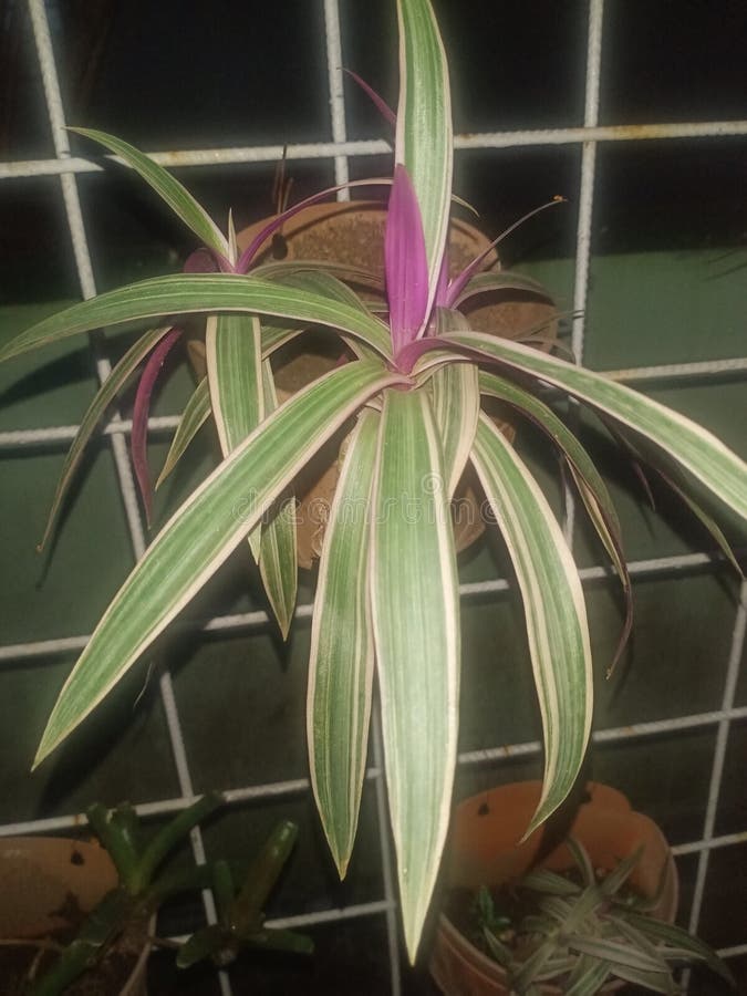 Adam Eve Purple stock image. Image of color, pallida - 304098515