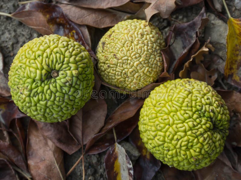 Adam s apple on a branch stock photo. Image of botany - 16846530